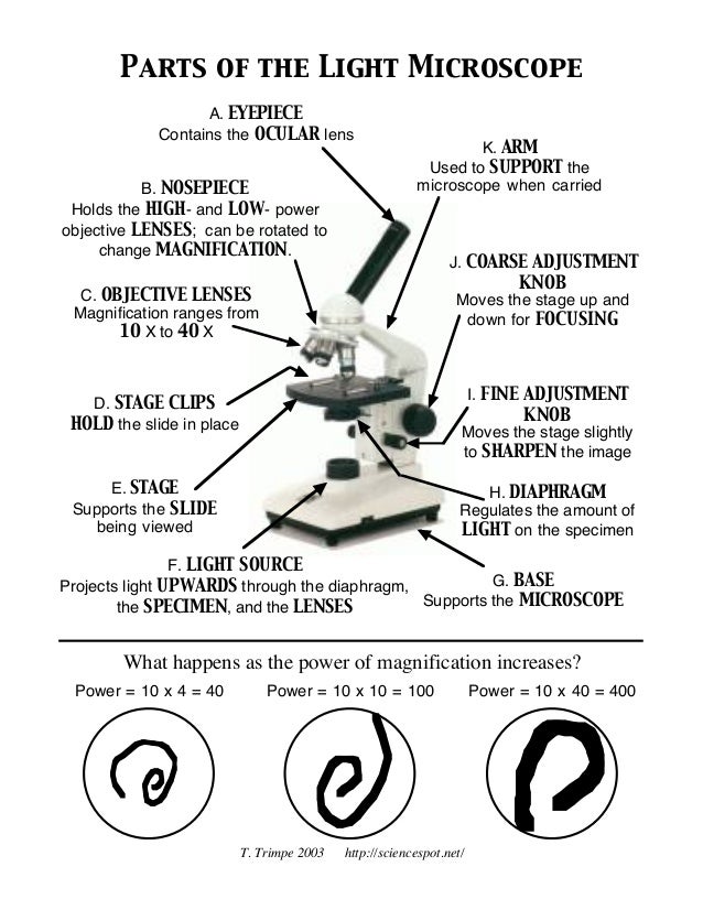 Microscope Parts And Functions Worksheet Microscope Parts And Functions Worksheet