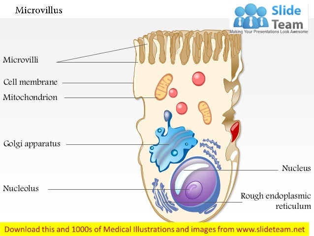 Microvillus medical images for power point