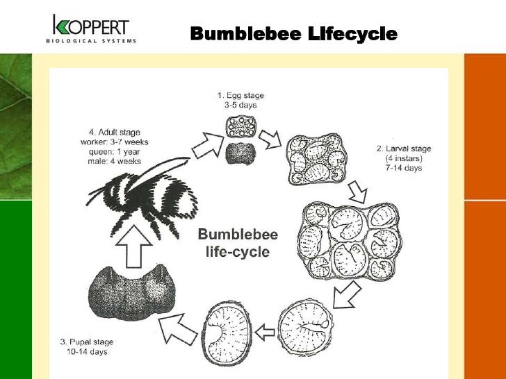Life Cycle Of A Bumble Bee