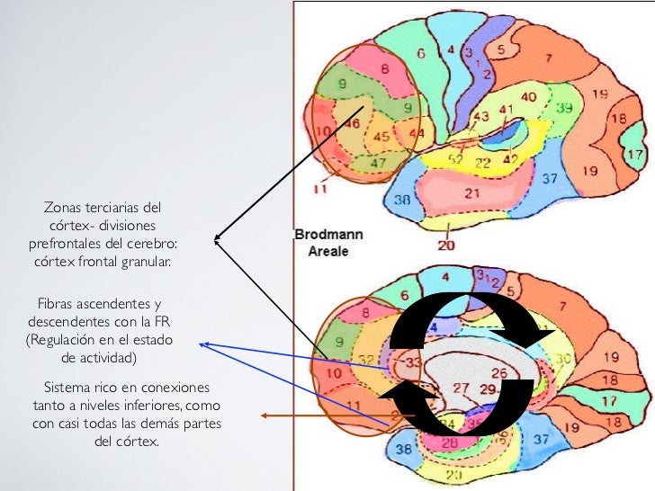 Neuropsicología 3S