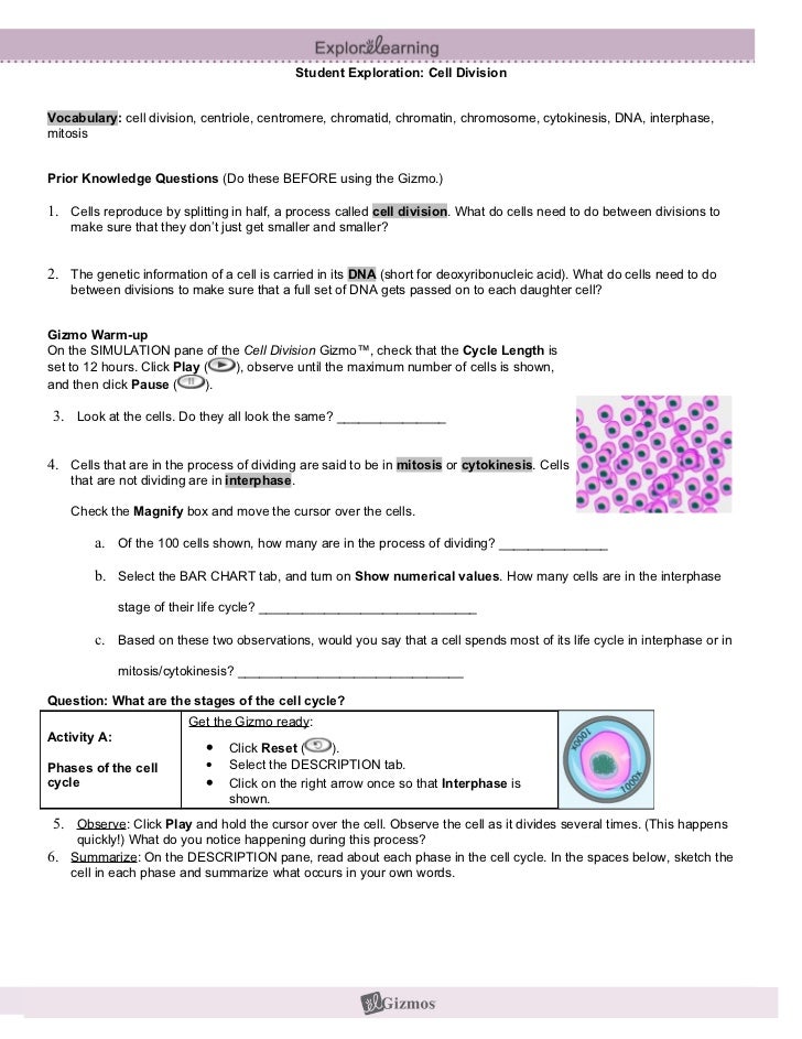 Modified Cell Division Gizmo Modified Cell Division Gizmo