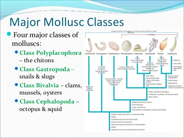 Mollusca, bivalvia modified geology