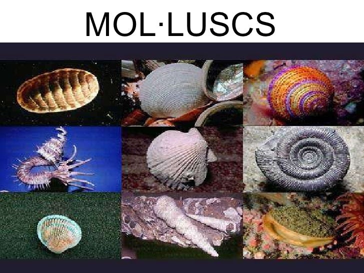 Mol·luscs
