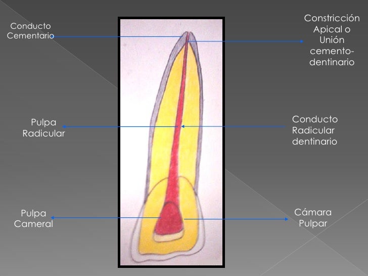 Morfologia de cavidades_pulpares(2)