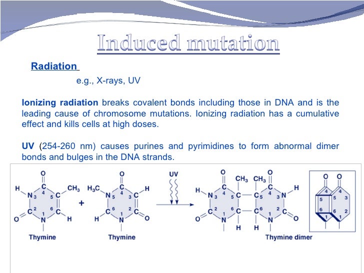 Types Of Mutations Caused By Uv Light at Debra Covington blog