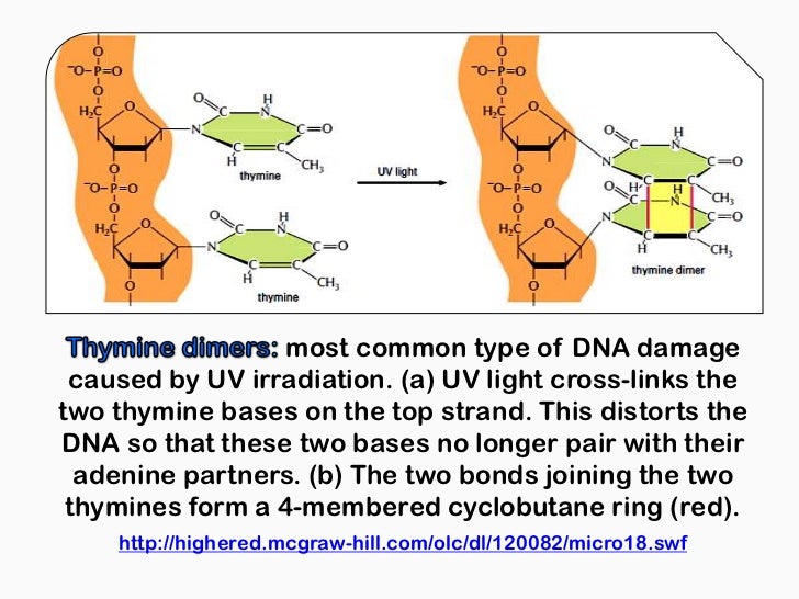 Types Of Mutations Caused By Uv Light at Debra Covington blog