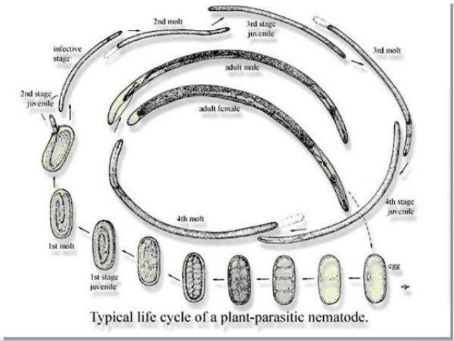 nematology-nematode biology,ecology