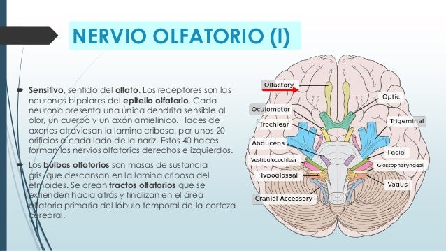 Pares Craneales 1 Nervio Olfativo I 2 Nervio Ptico