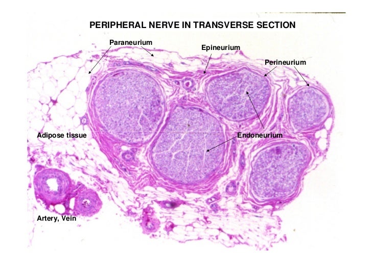 Peripheral Nerve Longitudinal Histology