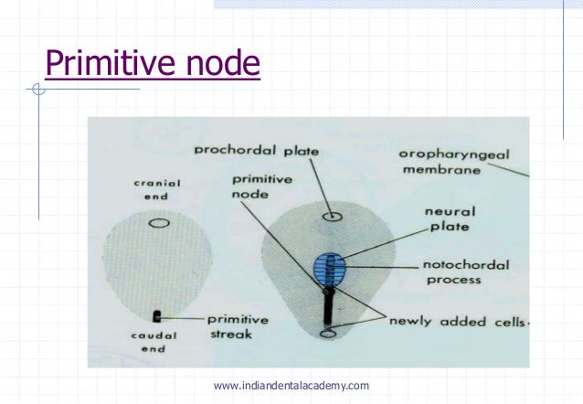 Primitive Node