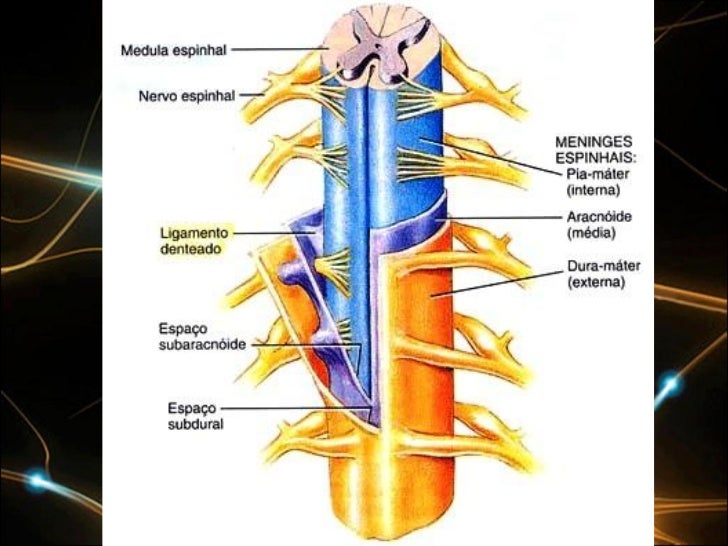Neuroanatomia medula espinhal