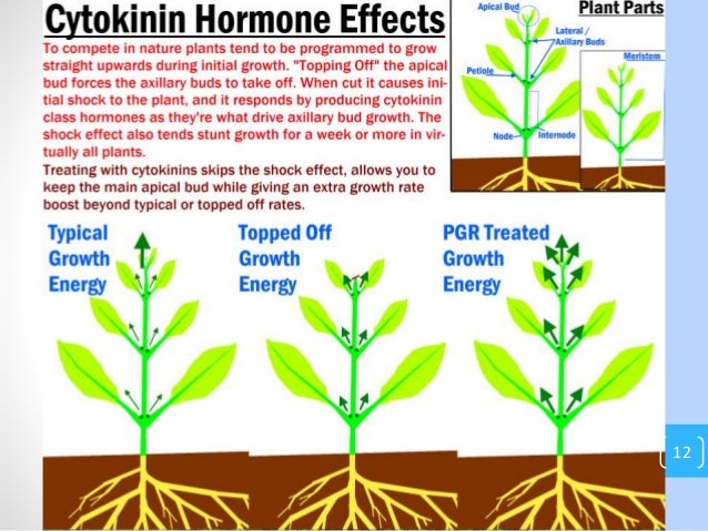 plant growth hormones(auxin and cytokinin)