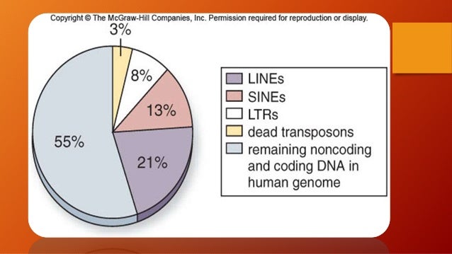 Non Coding Dna Presentation