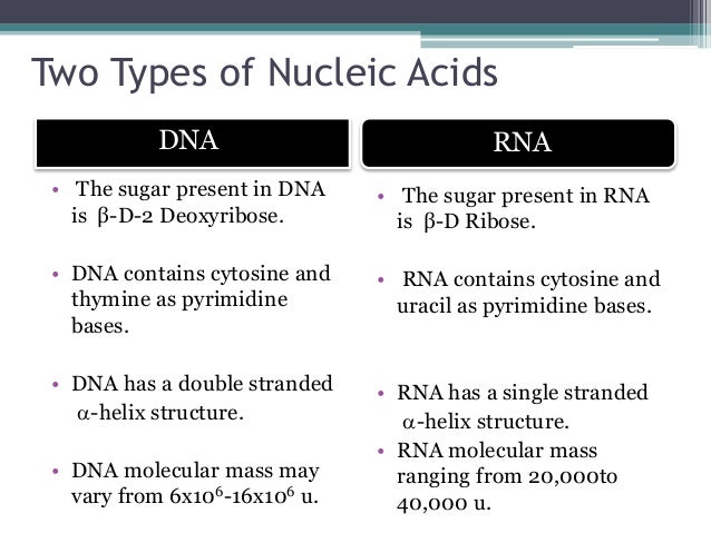 What Are Two Types Of Nucleic Acids And Their Functions