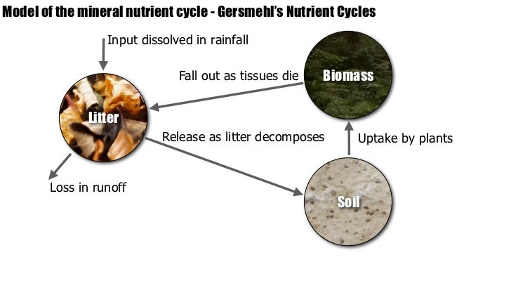 IB Geography > Ecosystems > Nutrient Cycling