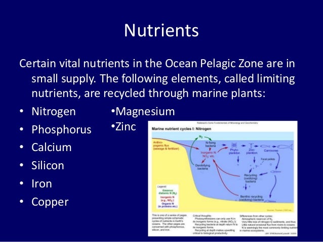Oceanic pelagic zone biology biome project