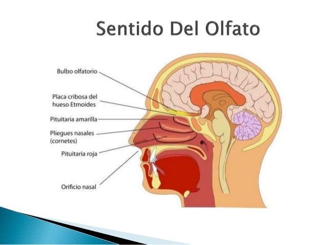 LOS SENTIDOS - Mind Map
