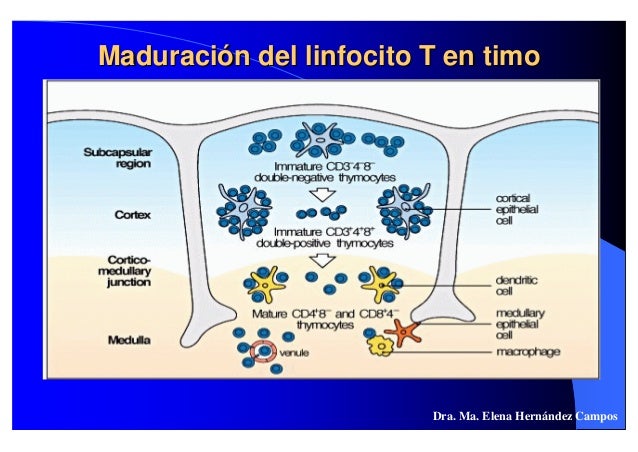 Ontogenia del "Linfocito T" y "TCR"