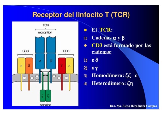 Ontogenia del "Linfocito T" y "TCR"