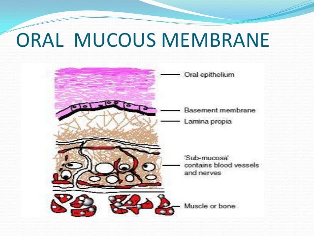 Oral mucous membrane pictorial representation