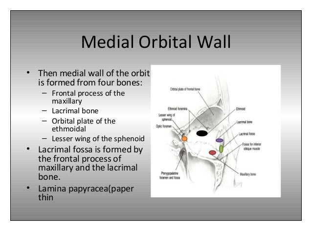 Orbital Anatomy
