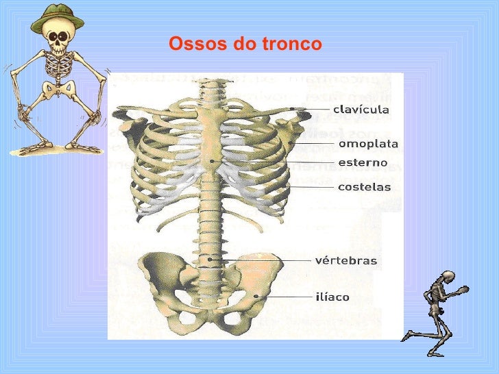 Os ossos