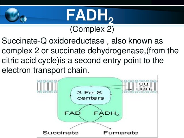 How Does Nadh And Fadh2 Donate Electrons To The Electron Transport Chain