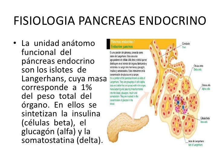 Pancreas endocrino Pancreas endocrino