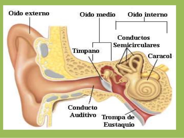 Partes del sentido de la audicion