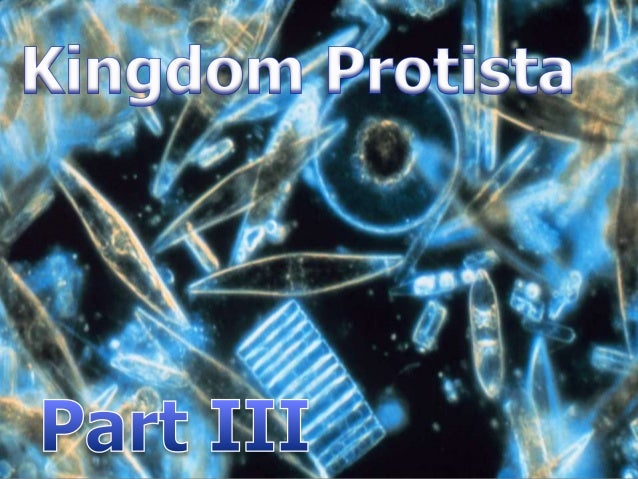 Kingdom Protista Part I Presentation Biology PPT Kingdom: Protista