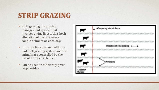 Pasture and grazing management