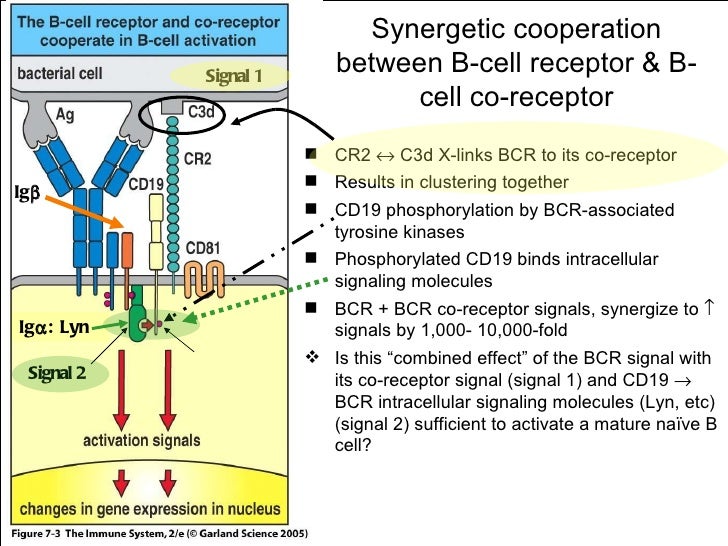 Immunology Chapter 9