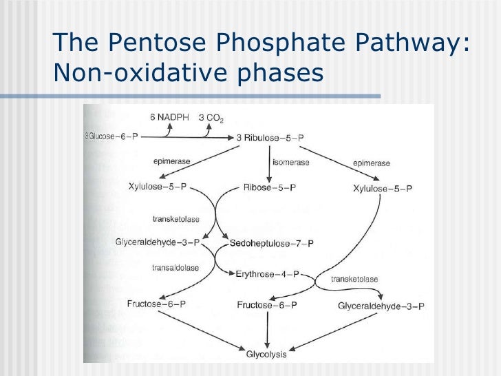 Pentose Phosphate Pathway Oxidative Phase