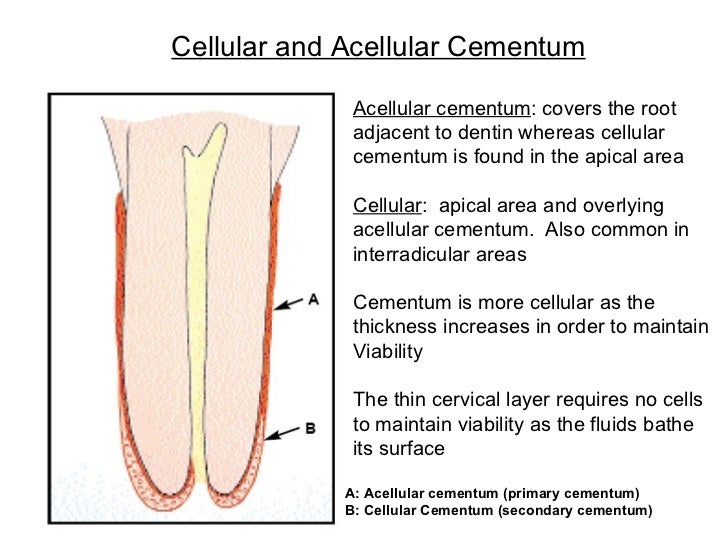 Periodontium