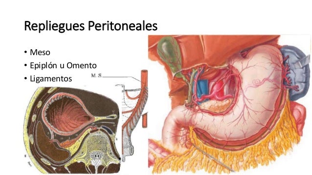Anatomía - Peritoneo (Mesos, Epiplones, Ligamentos)