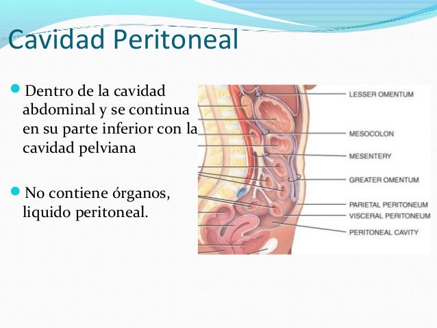 Peritoneo y cavidad peritoneal