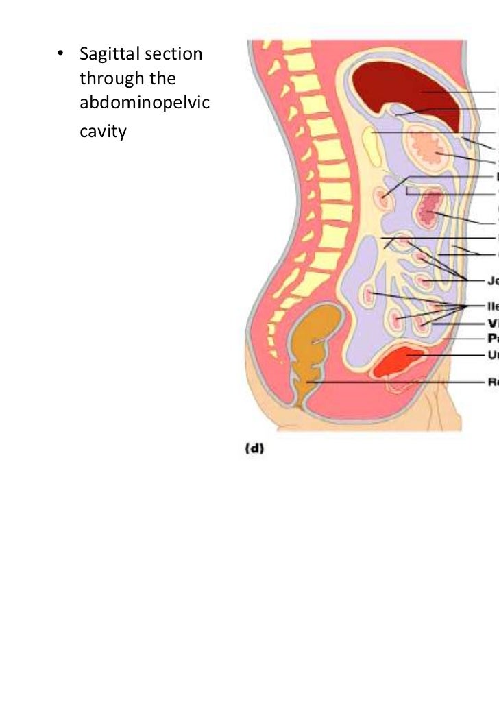 Peritoneum And Peritoneal Cavity