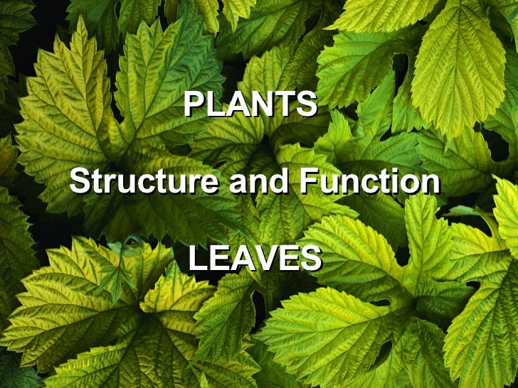 Leaves Structure And Function Leaves Structure And Function