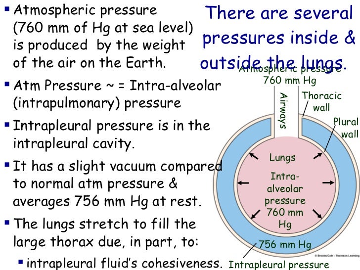 Physio chapter 13 lungs
