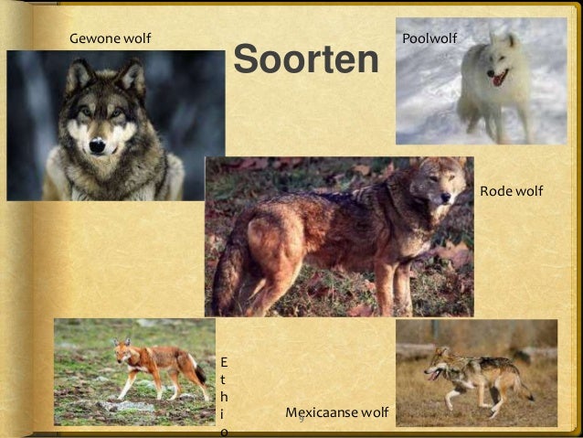 Pieter Wolven 5 A