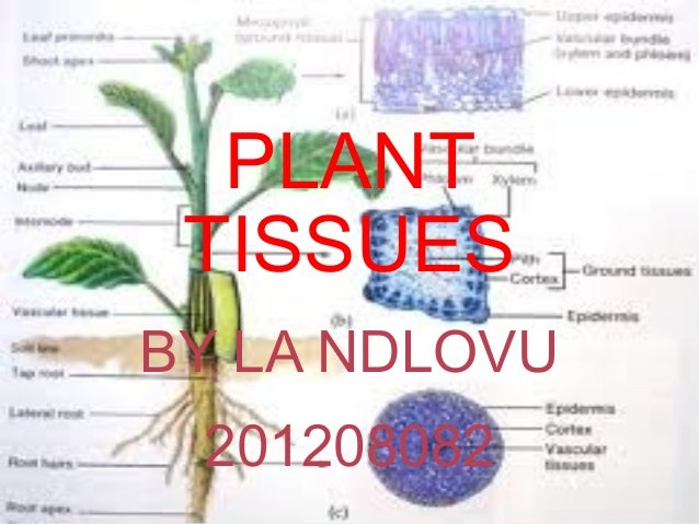 Ppt Plant Tissues And Organs Powerpoint Presentation