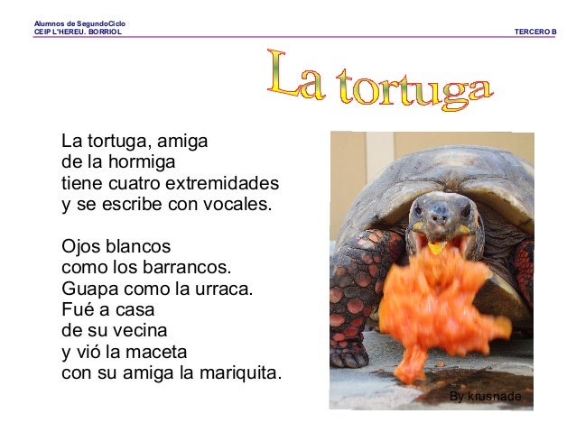 Poema de la tortuga - Imagui