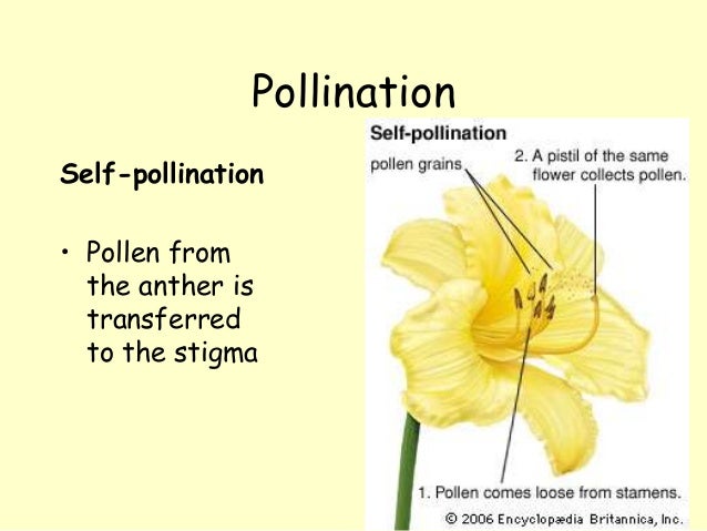 Pollination - types Pollination - types