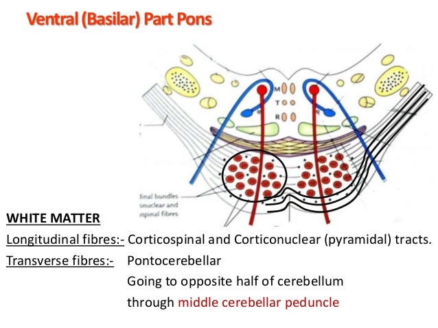 Pons Anatomy