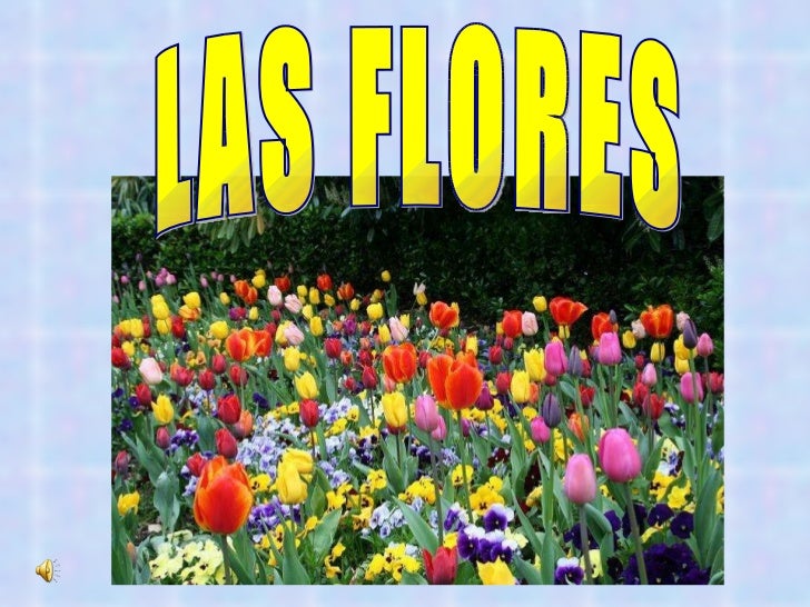 Presentacion de flores en Power Point - Imagui