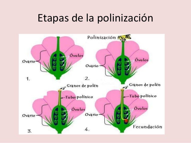 Polinizacion - Imagui