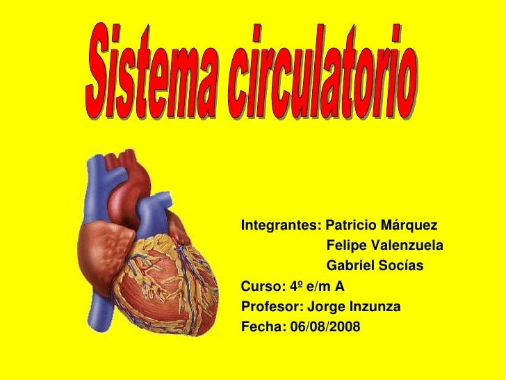 Trabajo sistema circulatorio powerpoint - Imagui