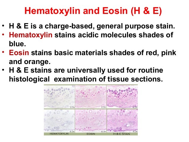Preparation Of Histological Slide