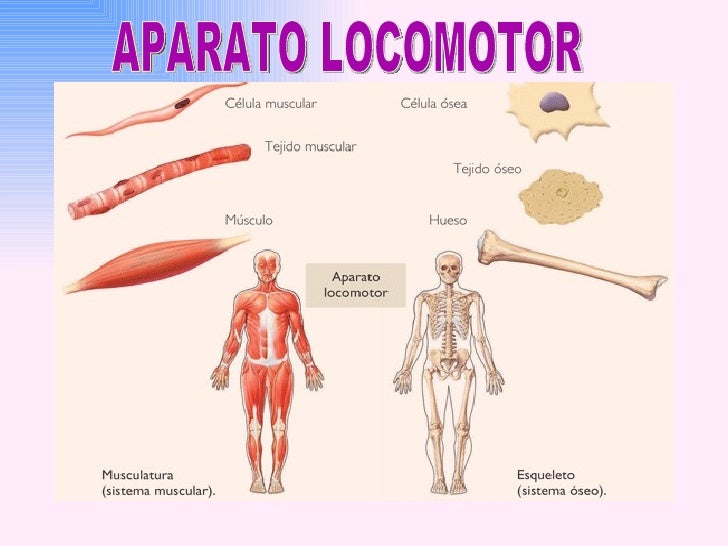 Esquema del sistema locomotor - Imagui