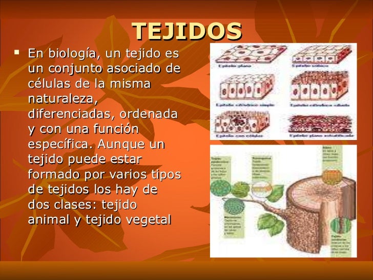 TEJIDOS VEGETALES TEJIDOS VEGETALES